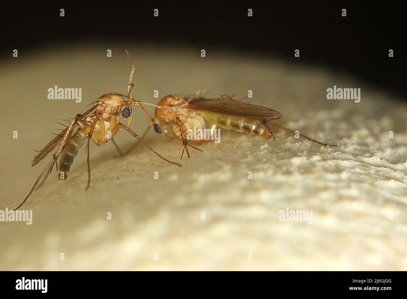 Fungus gnat hi-res stock photography and images - Alamy