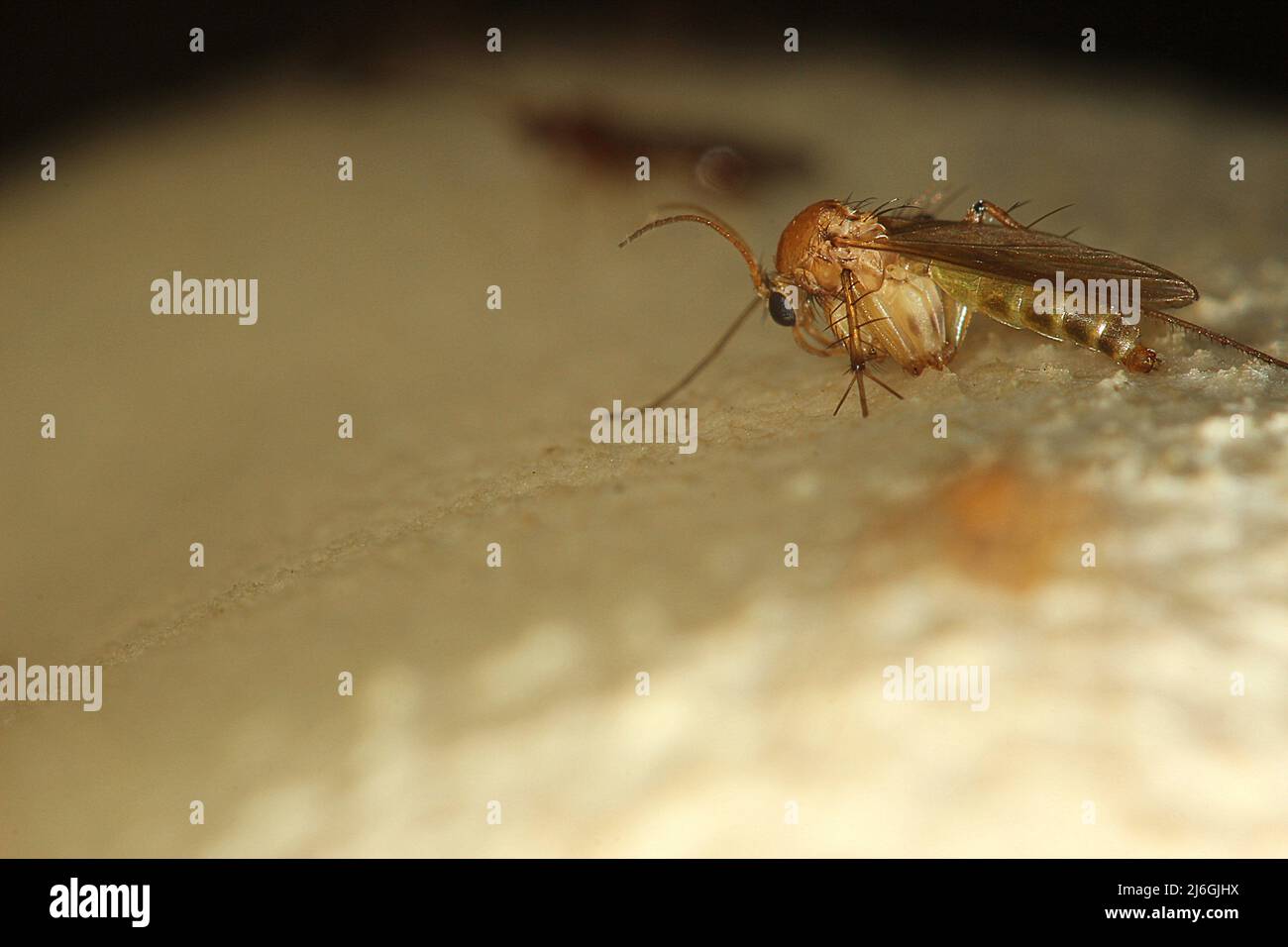 Fungus gnat hi-res stock photography and images - Alamy