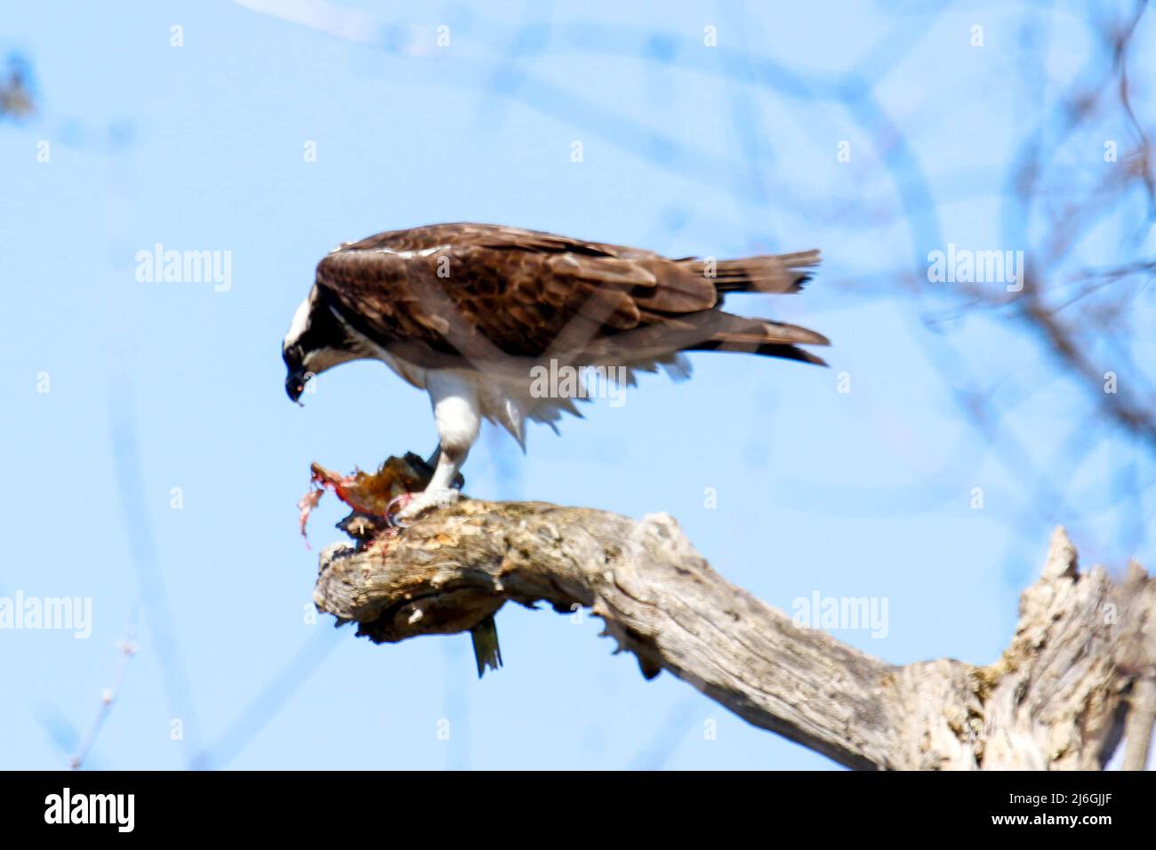 Osprey eats fish that it recently caught Stock Photo - Alamy