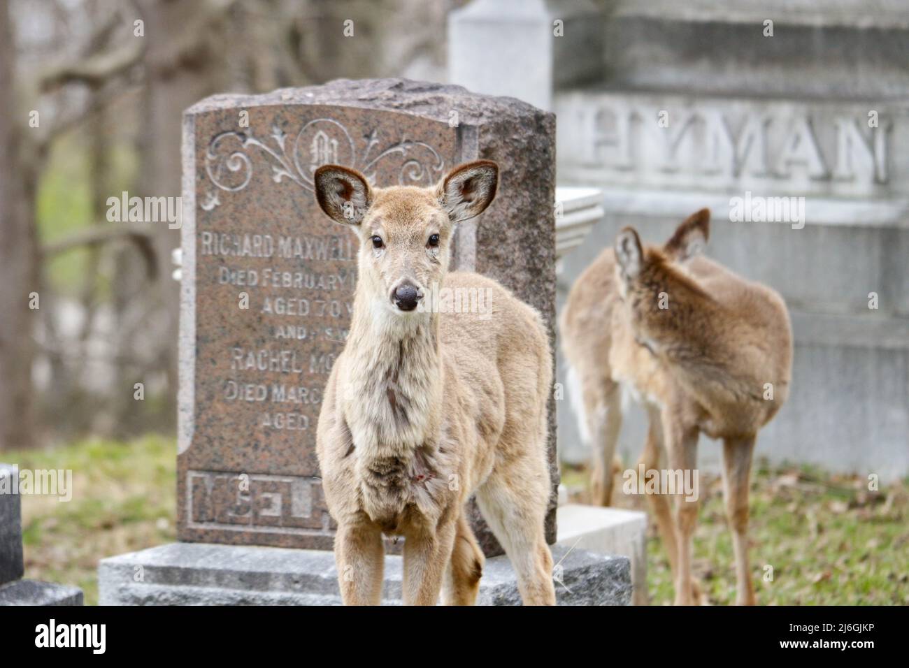 Deer in a cemetery grazing in canada Stock Photo - Alamy