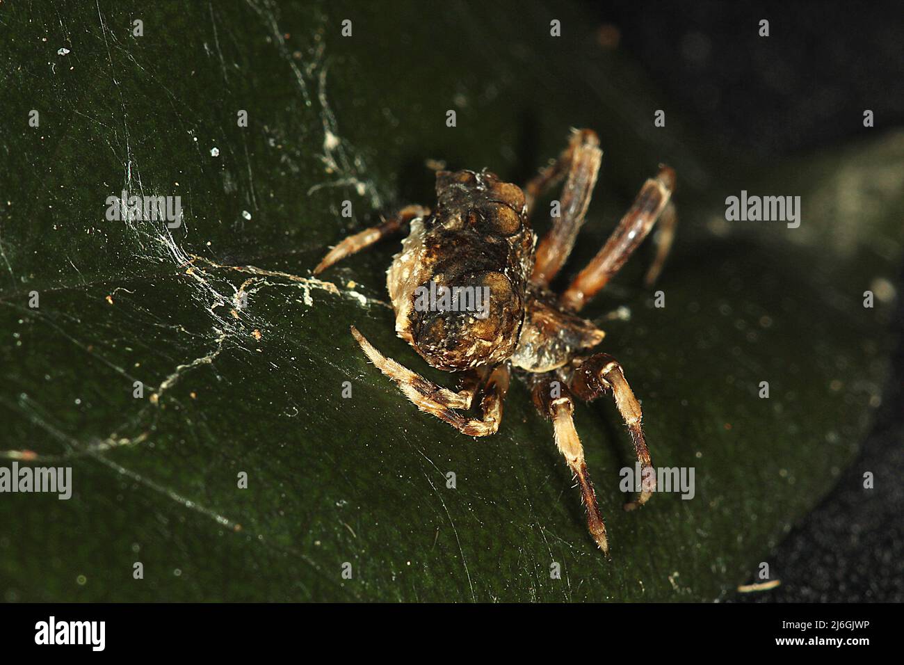 Bird dropping spider (Calaenia tuberosa) on a leaf Stock Photo - Alamy
