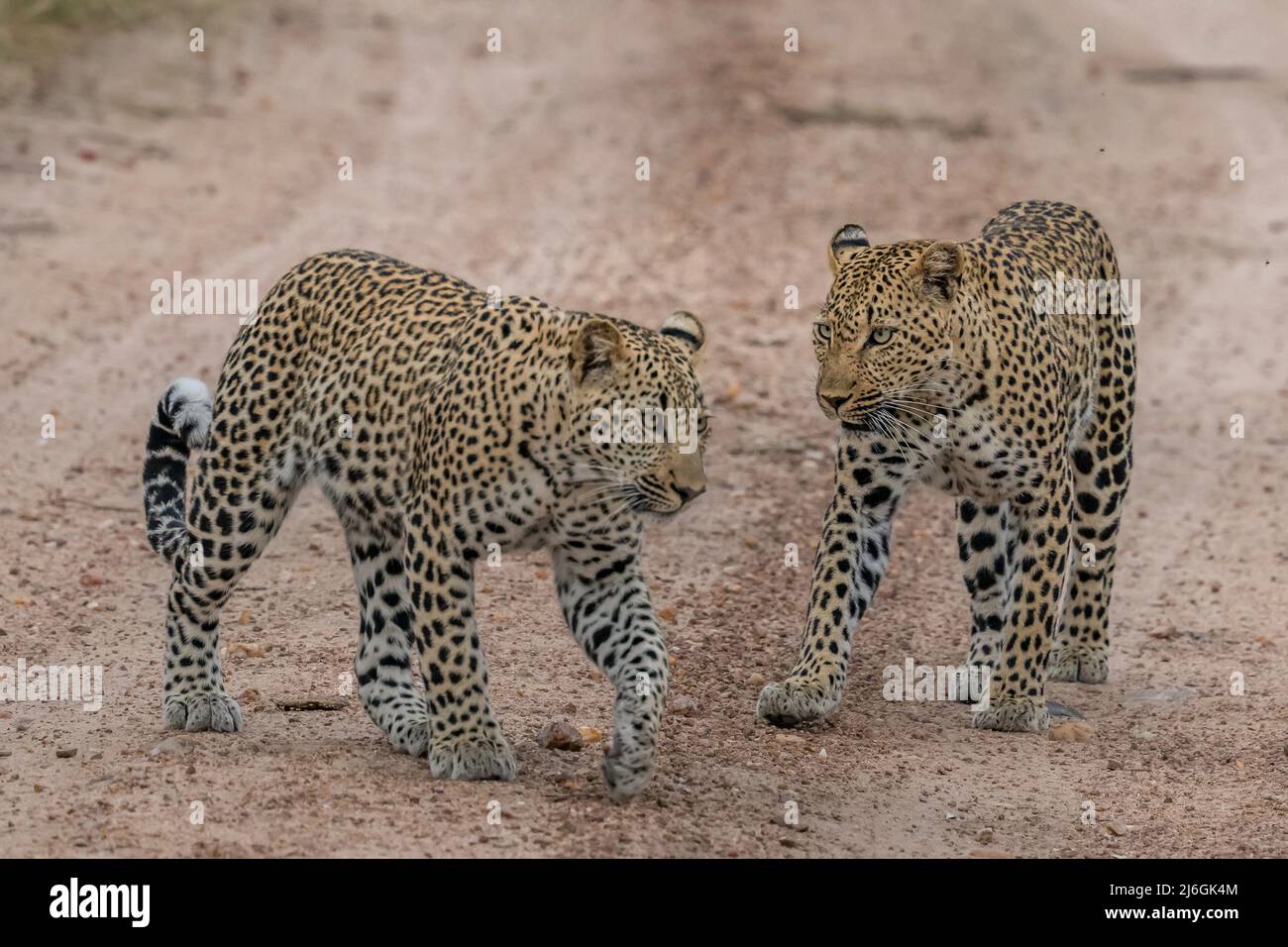 Two leopards on dirt road - South Africa Stock Photo - Alamy