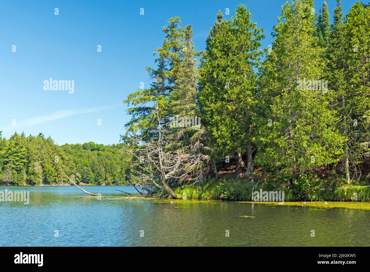 Pines Forest Growing to the Edge of the Water on Crooked Lake in the ...
