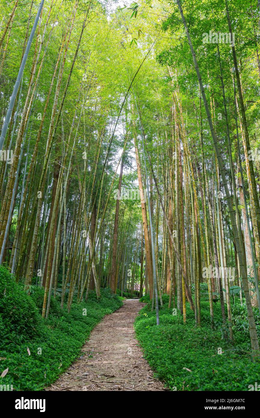 Sunny view of the bamboo forest in Fenqihu Old Street at Chiayi, Taiwan ...