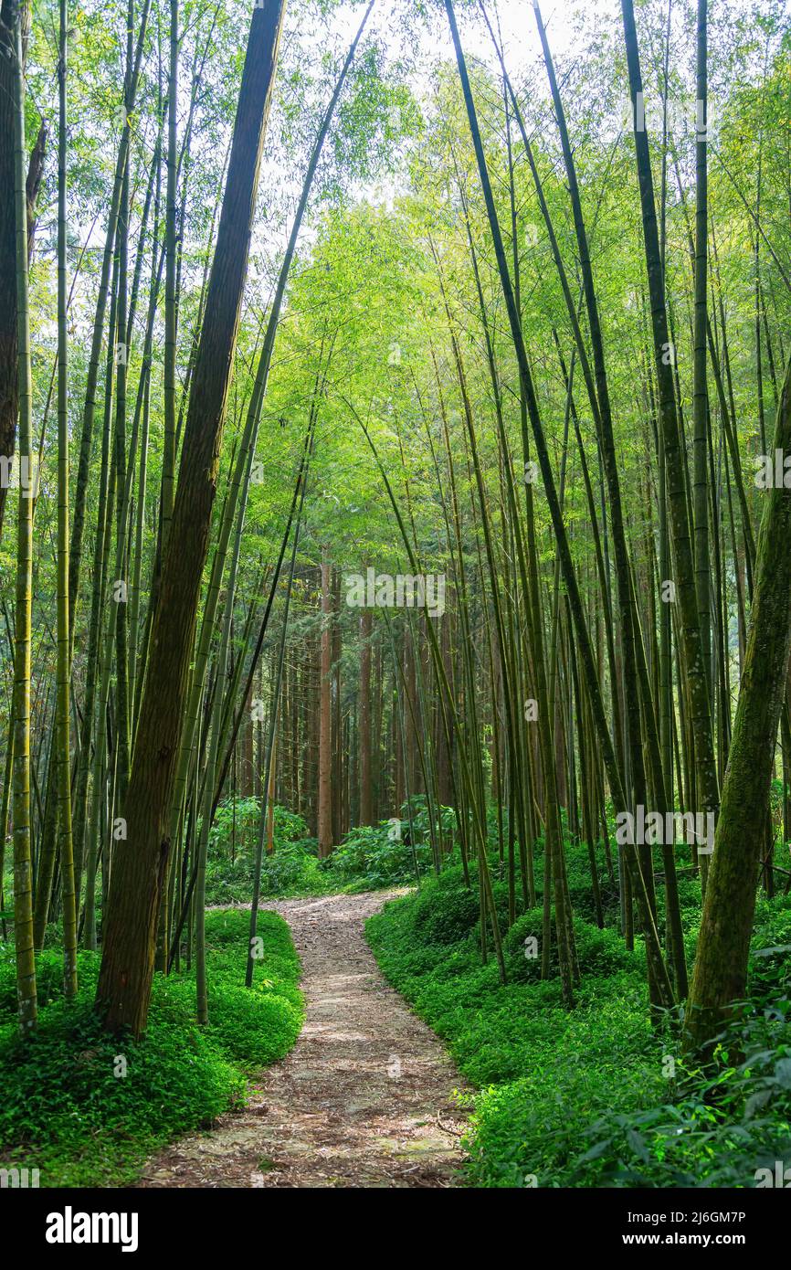 Sunny view of the bamboo forest in Fenqihu Old Street at Chiayi, Taiwan ...