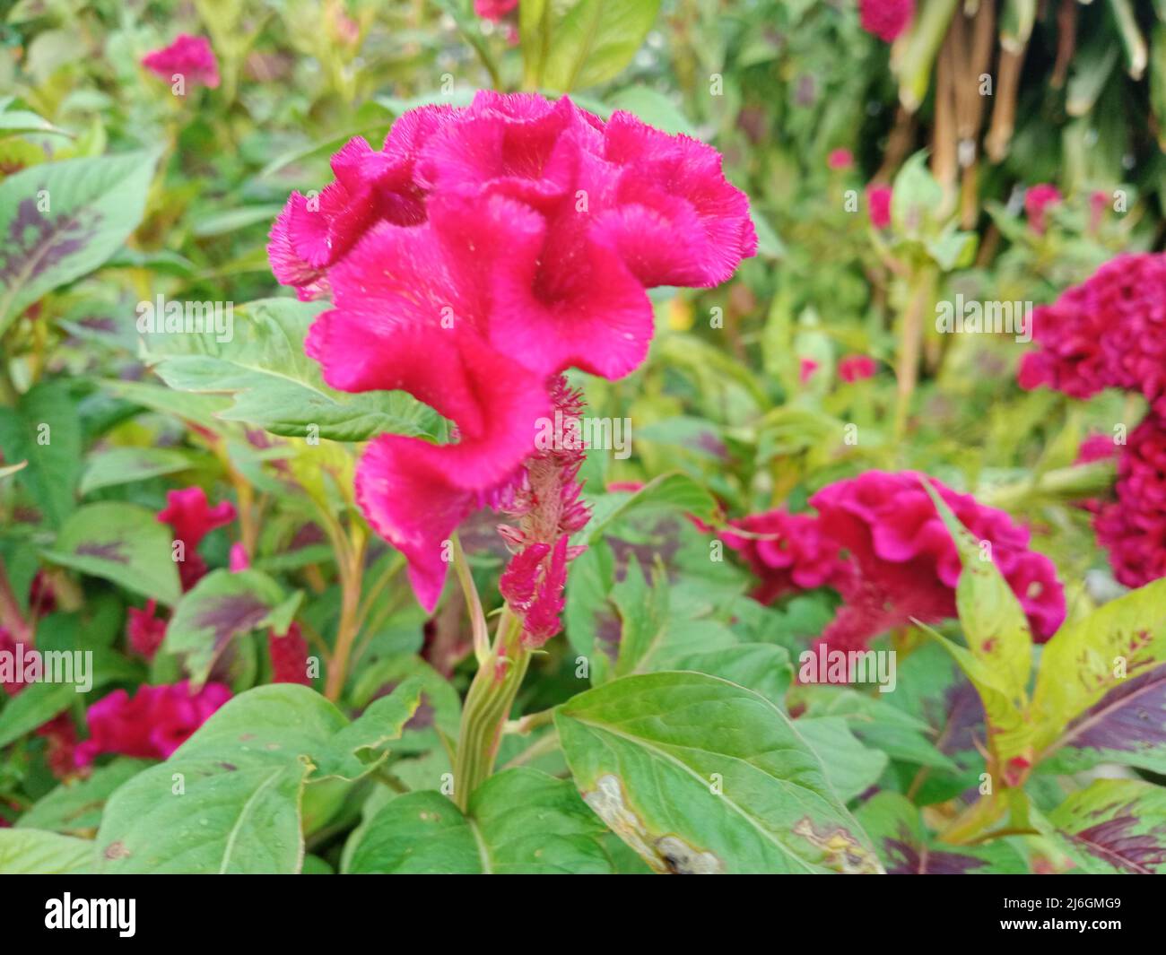 Pink celosia hi-res stock photography and images - Alamy