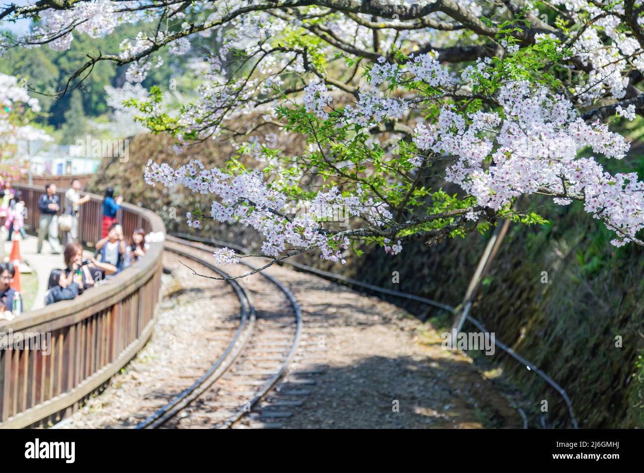 Cherry blossom in Alishan National Forest Recreation Area at Chiayi ...