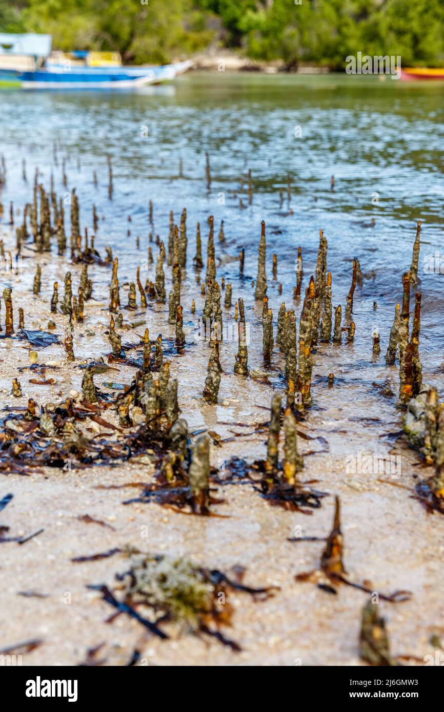 Aerial roots of mangrove forest in Rote Island, East Nusa Tenggara ...