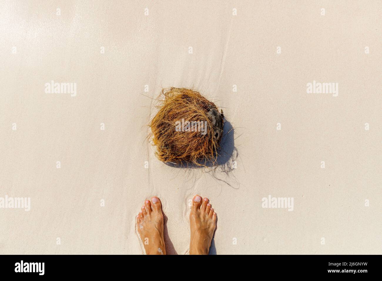 Feet on the beach near a fallen coconut. White sand Loedi Beach at Rote ...