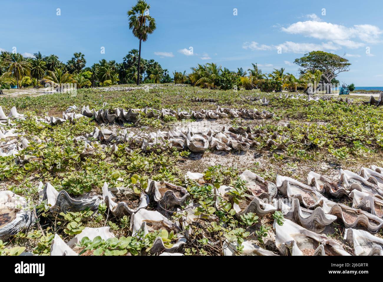 Traditional process of making sea salt - drying saltwater in big shells ...