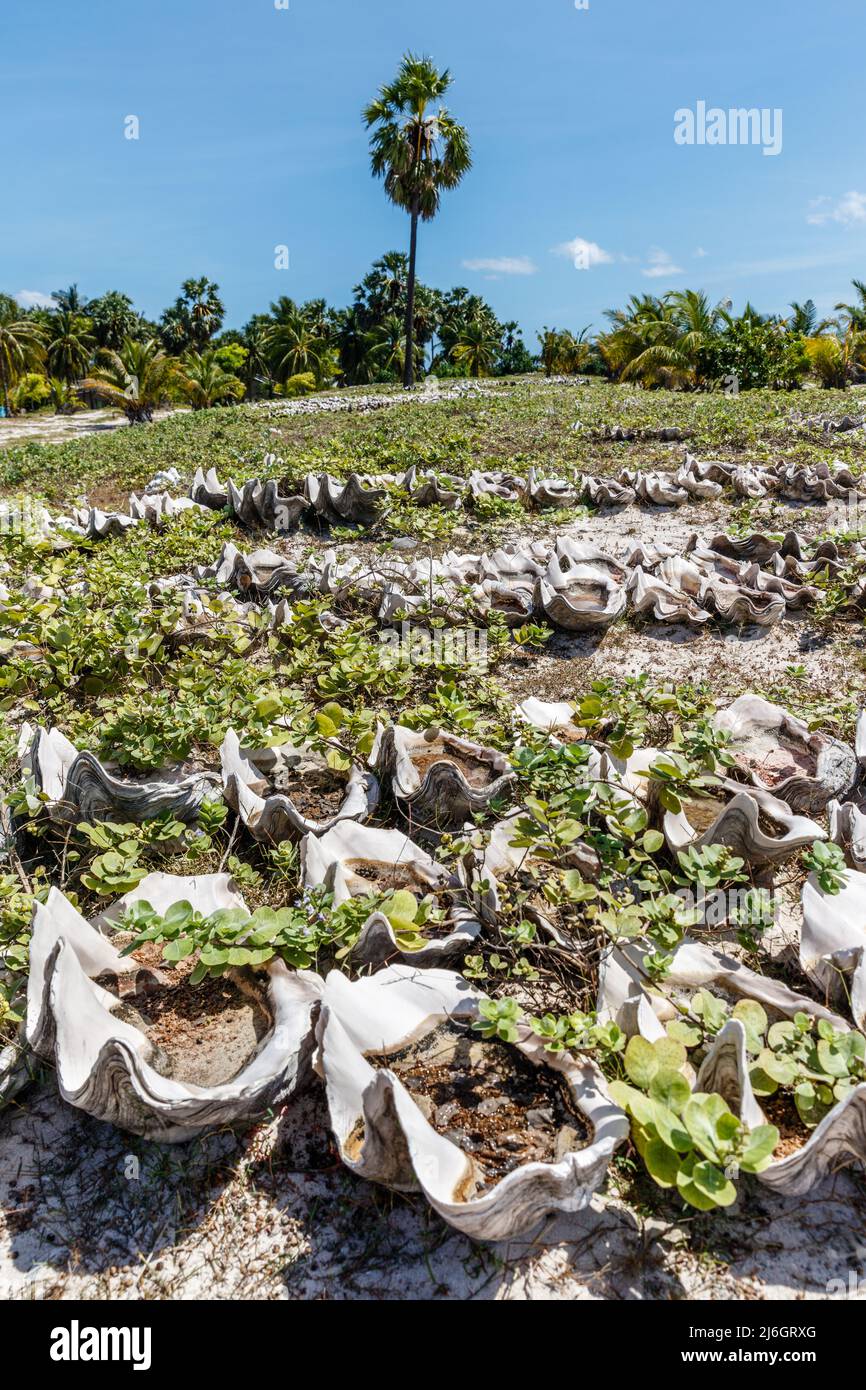 Traditional process of making sea salt - drying saltwater in big shells ...