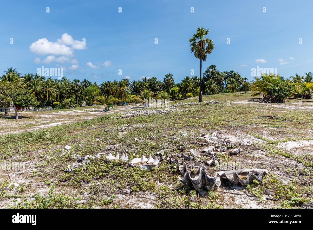 Traditional process of making sea salt - drying saltwater in big shells ...