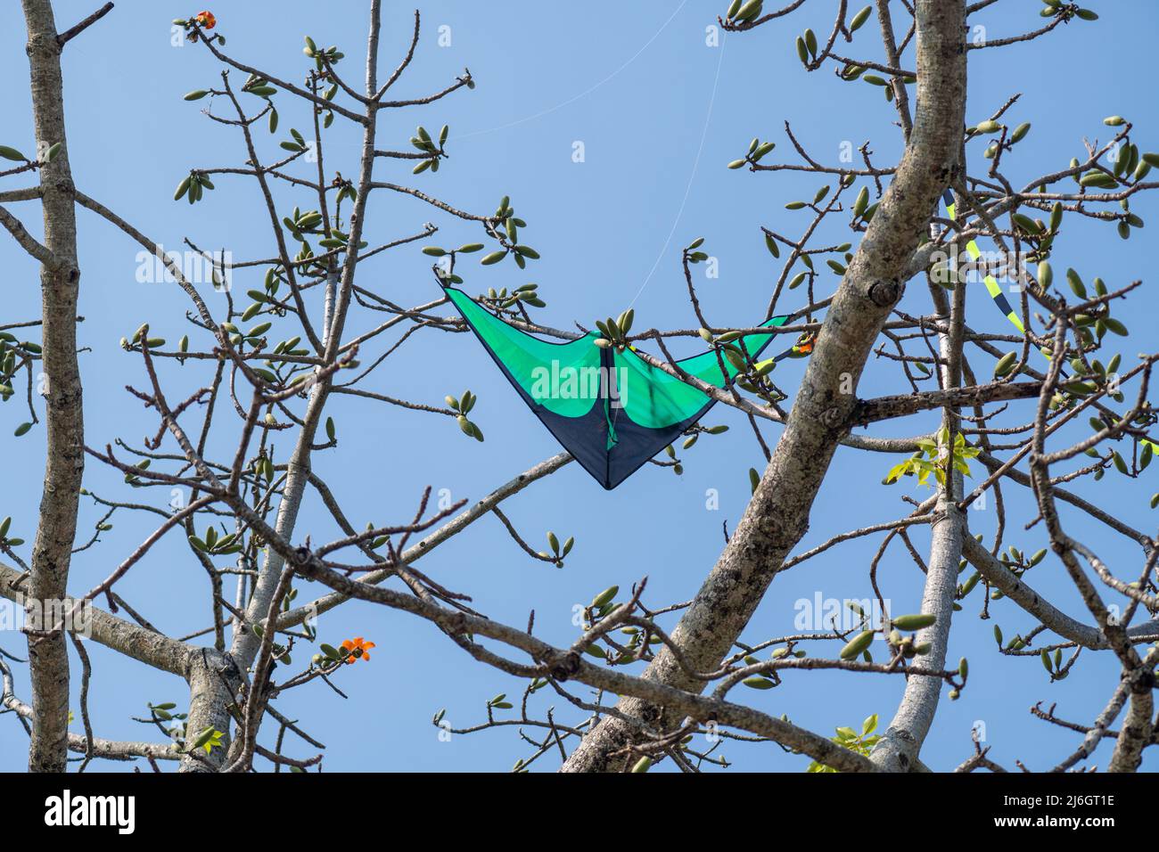 Kite stuck on the branch of a tree Stock Photo - Alamy