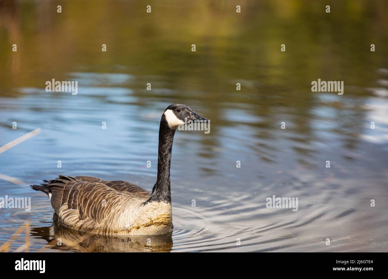 Canadian Goose. Portrait of a canadian goose branta goose. Selective ...
