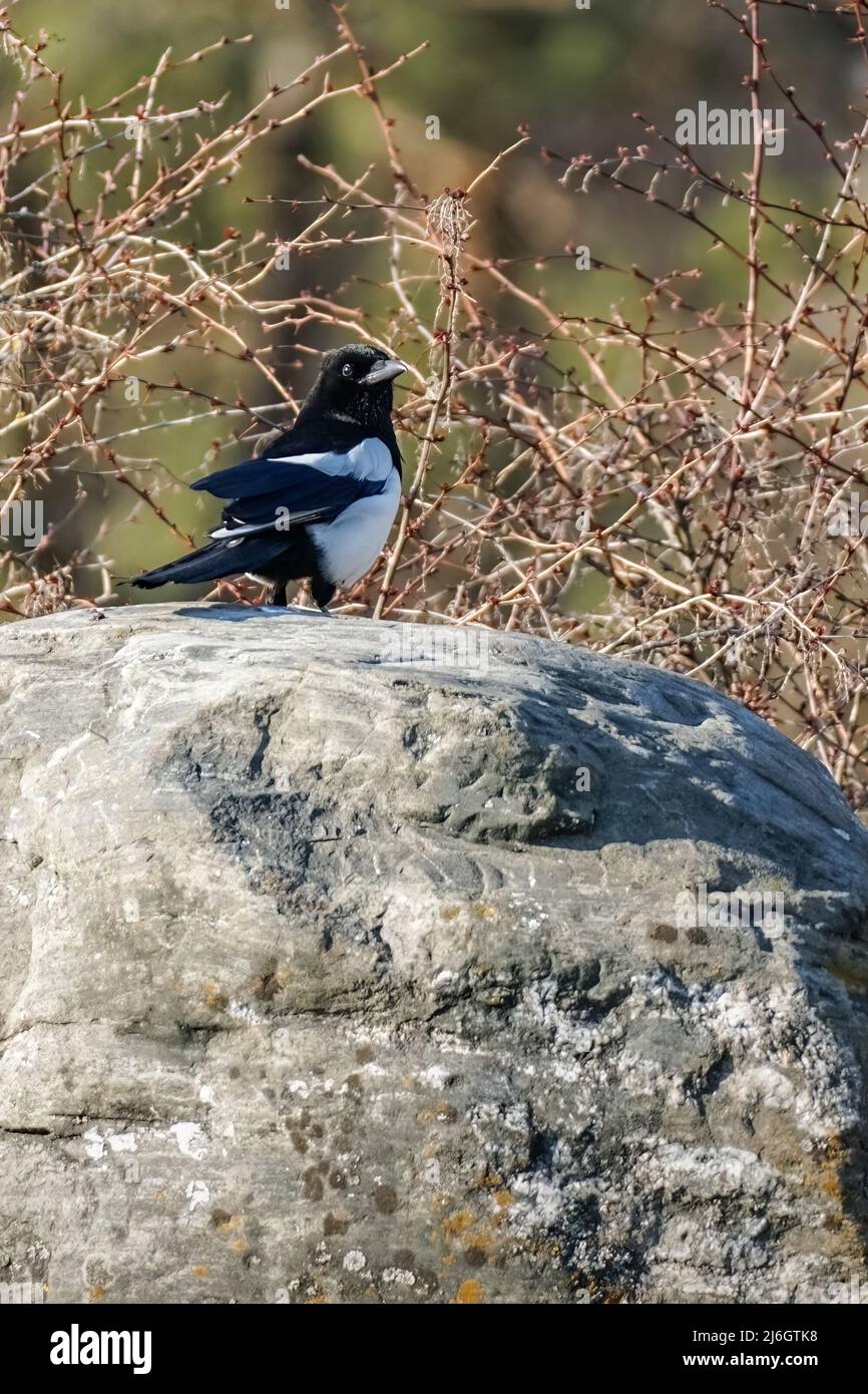 Pica sitting rock hi-res stock photography and images - Alamy