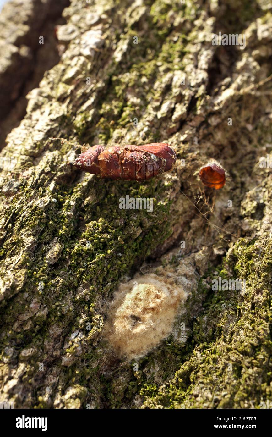 Insect egg sack hi-res stock photography and images - Alamy
