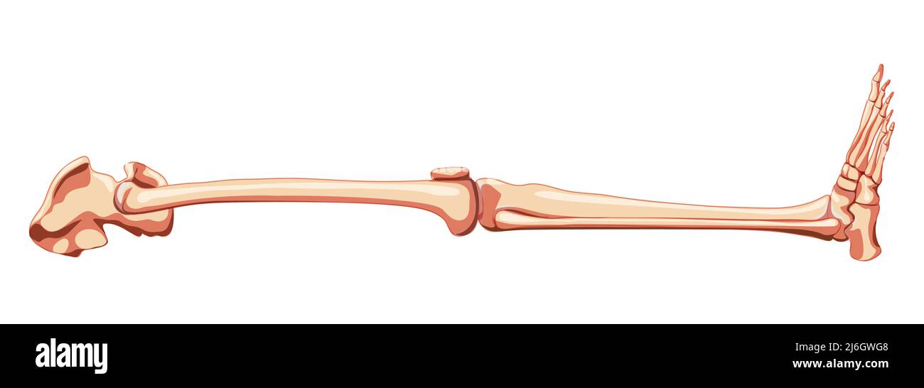 Lower limb Human Pelvis with leg, Thighs Feet, ankles Skeleton side ...