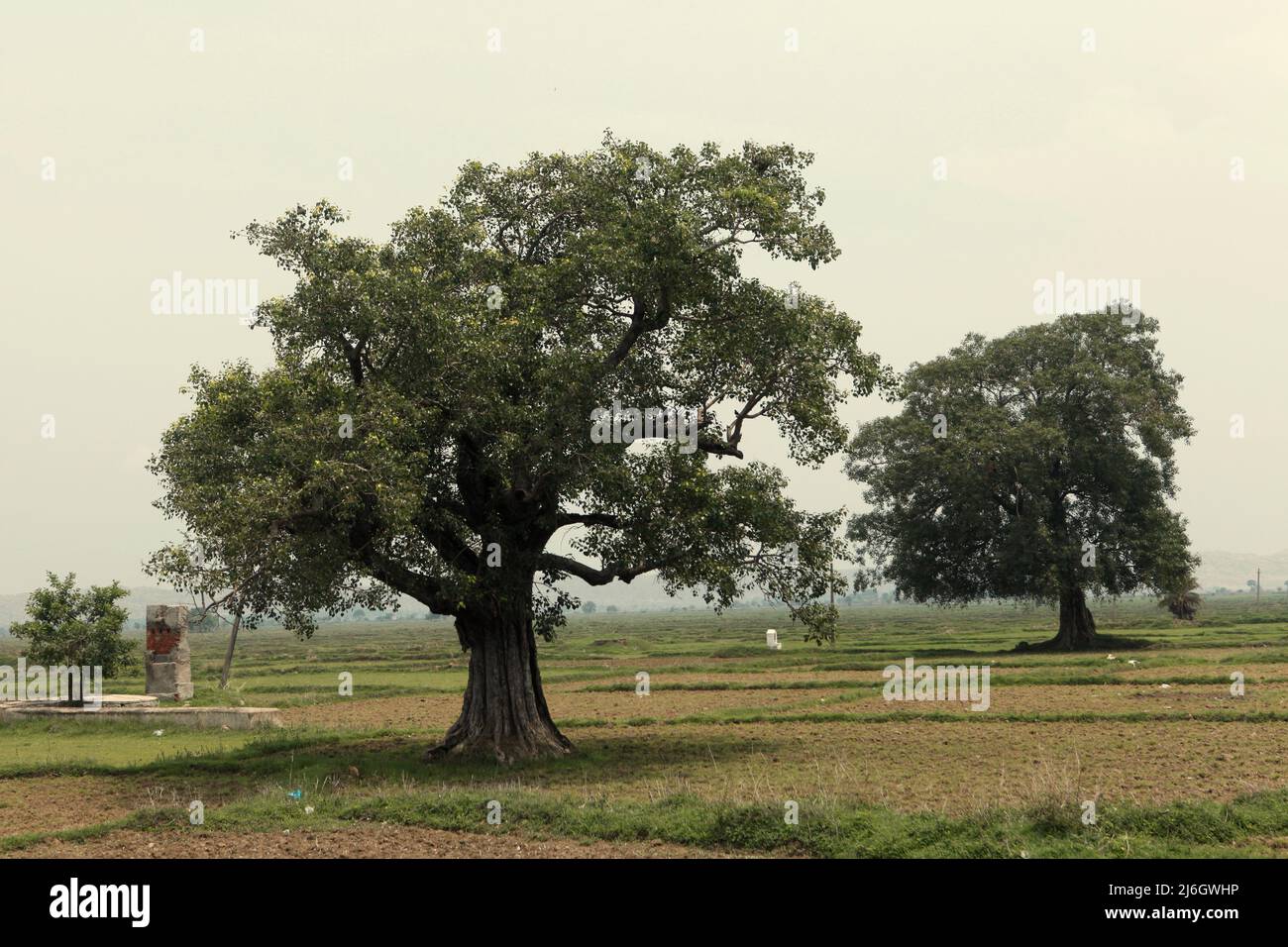 Baobab trees (Adansonia digitata) in Bihar, India Stock Photo - Alamy