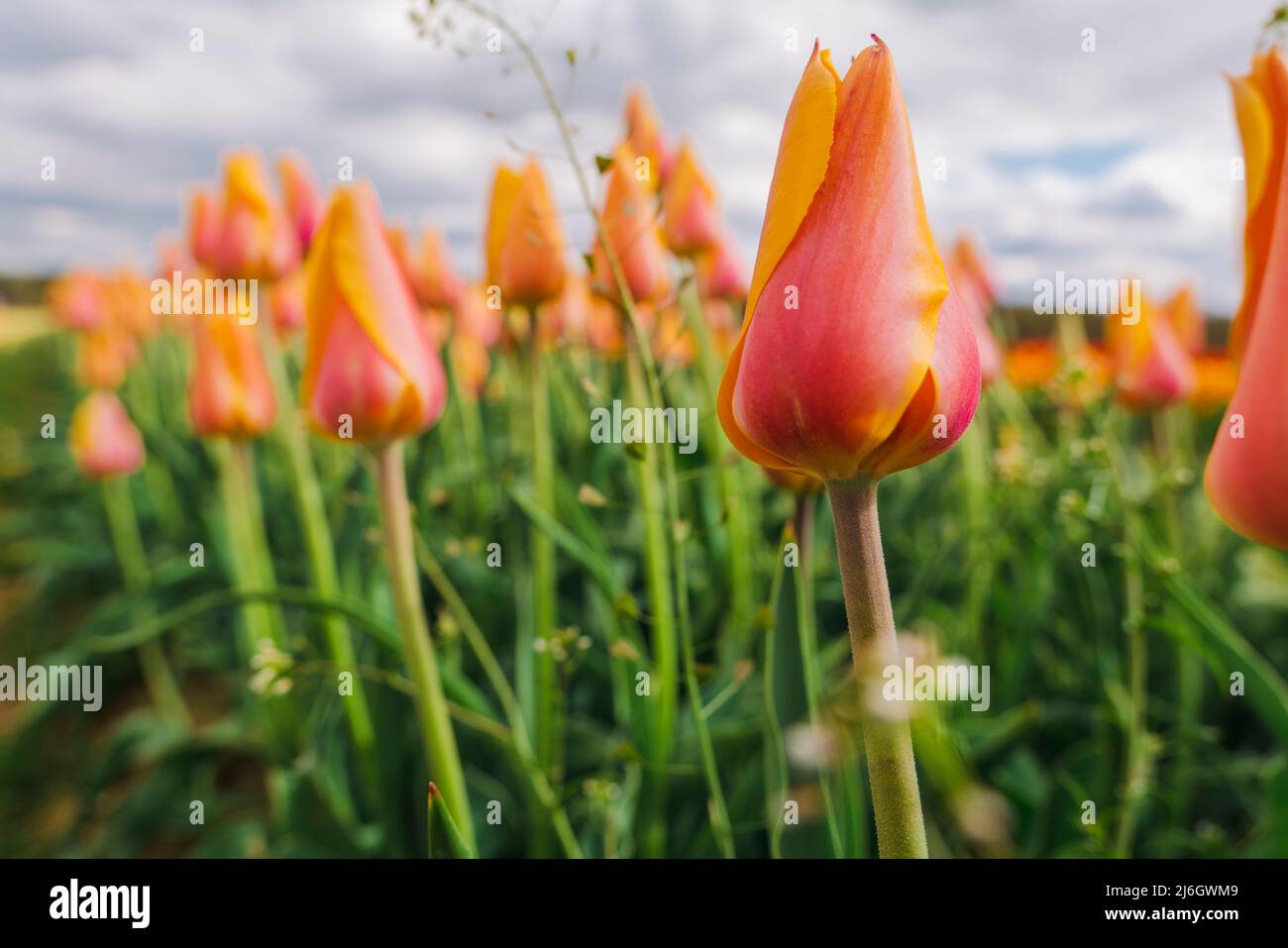 French late tulip hi-res stock photography and images - Alamy