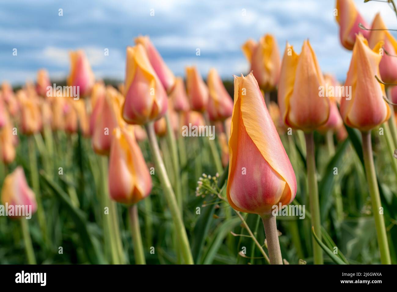 Field of French Single Late Tulips in New Jersey Stock Photo - Alamy