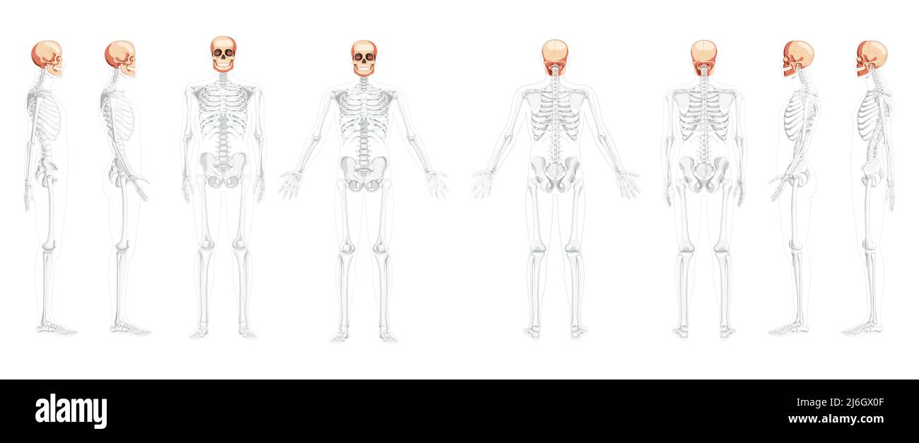 Human body front back drawing vector hi-res stock photography and ...