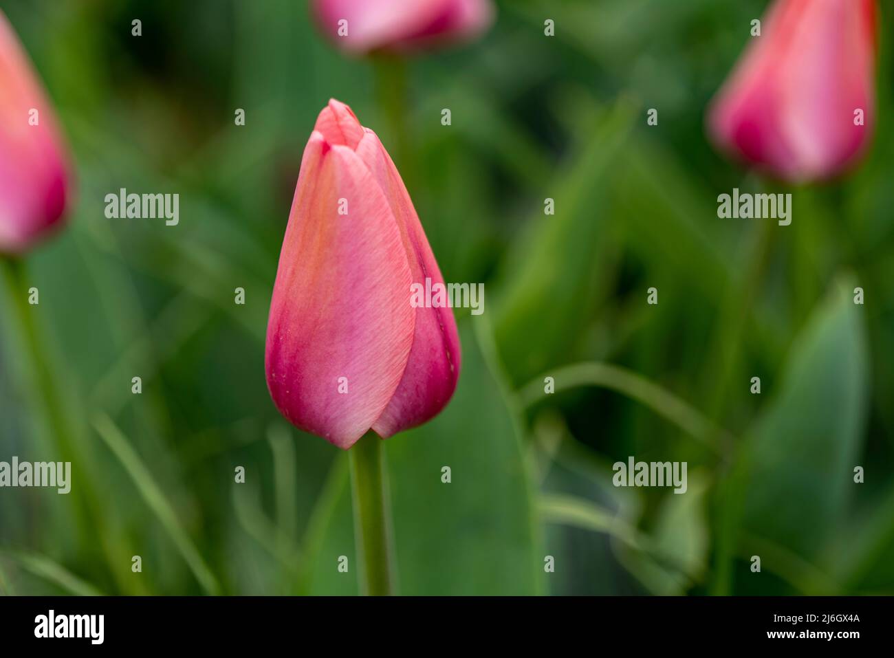 Dutch tulip fields in full hi-res stock photography and images - Alamy