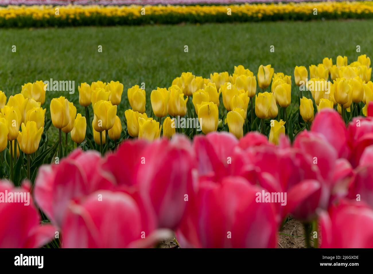 Field of Mixed Colors Tulips in Bloom Background Stock Photo - Alamy