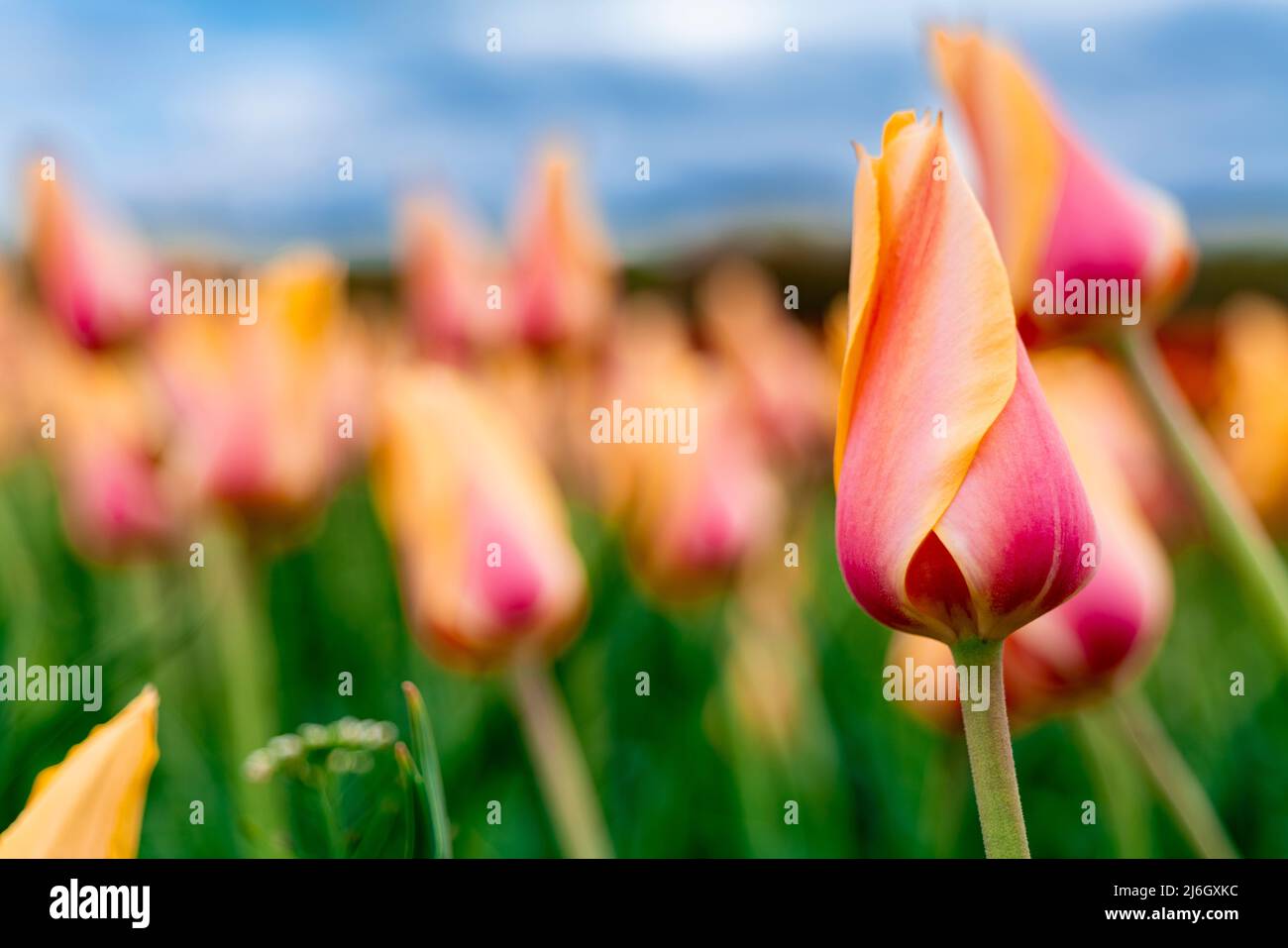 Field of French Single Late Tulips in New Jersey Stock Photo - Alamy