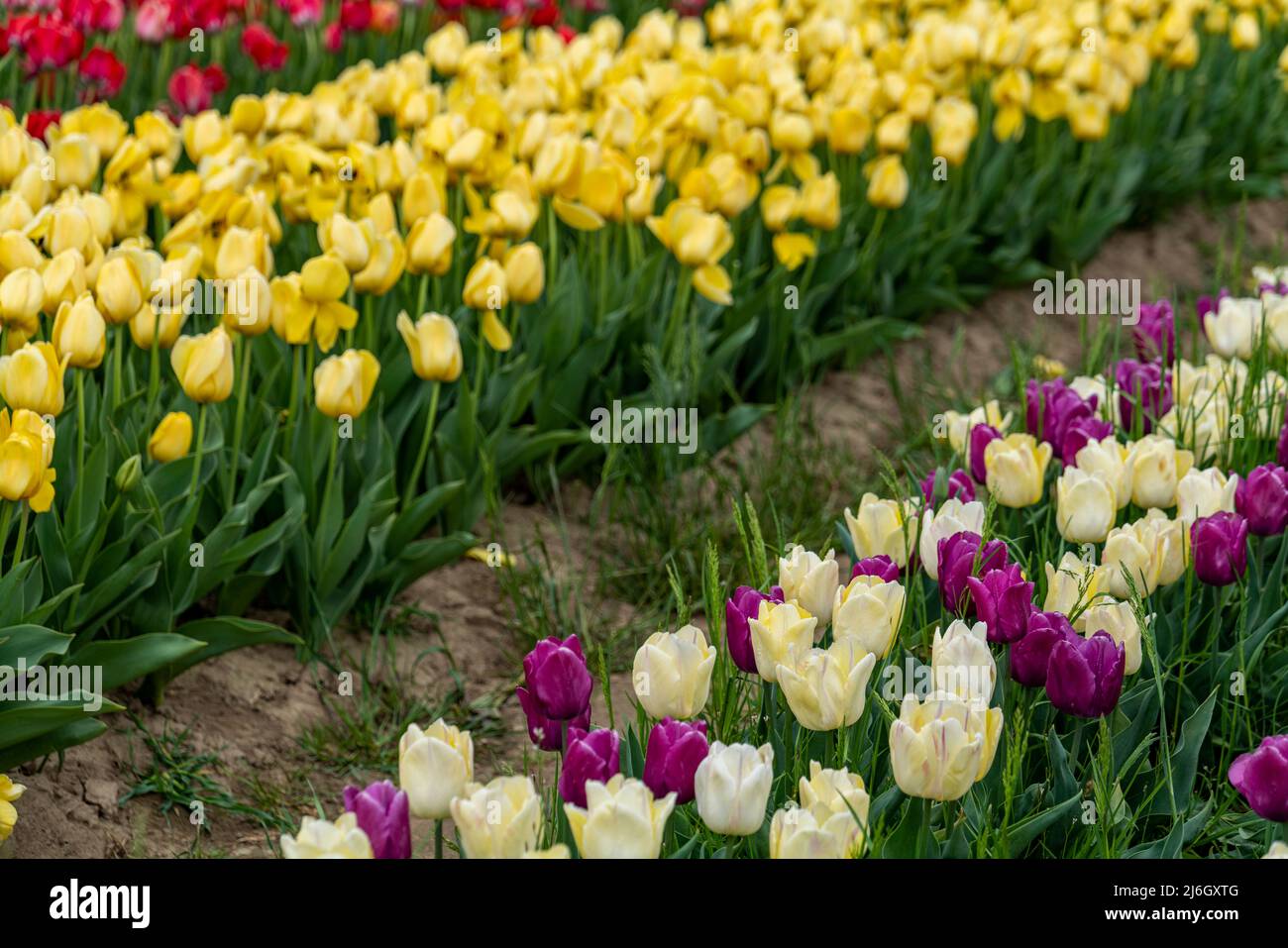 Field of Mixed Colors Tulips in Bloom Background Stock Photo - Alamy