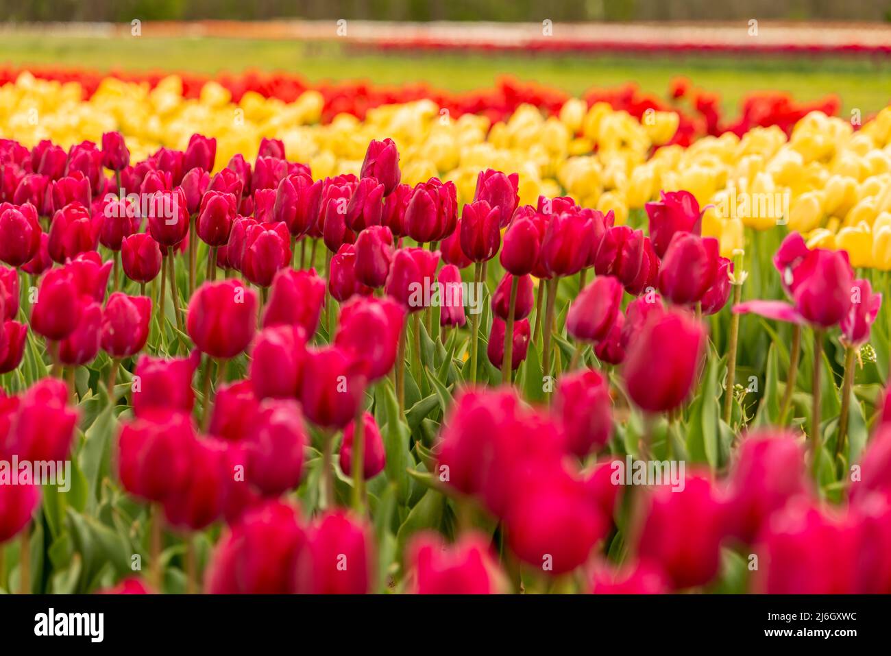 Field of Mixed Colors Tulips in Bloom Background Stock Photo - Alamy