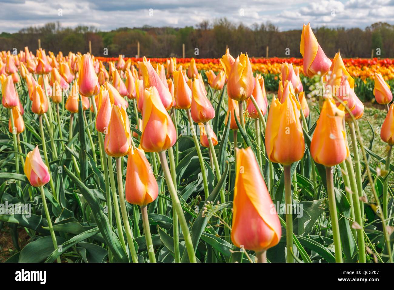 Field of French Single Late Tulips in New Jersey Stock Photo - Alamy