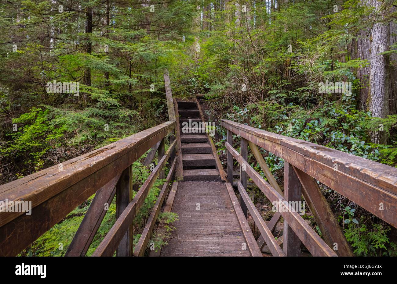 Eco path wooden walkway in park of British Columbia. Ecological trail ...