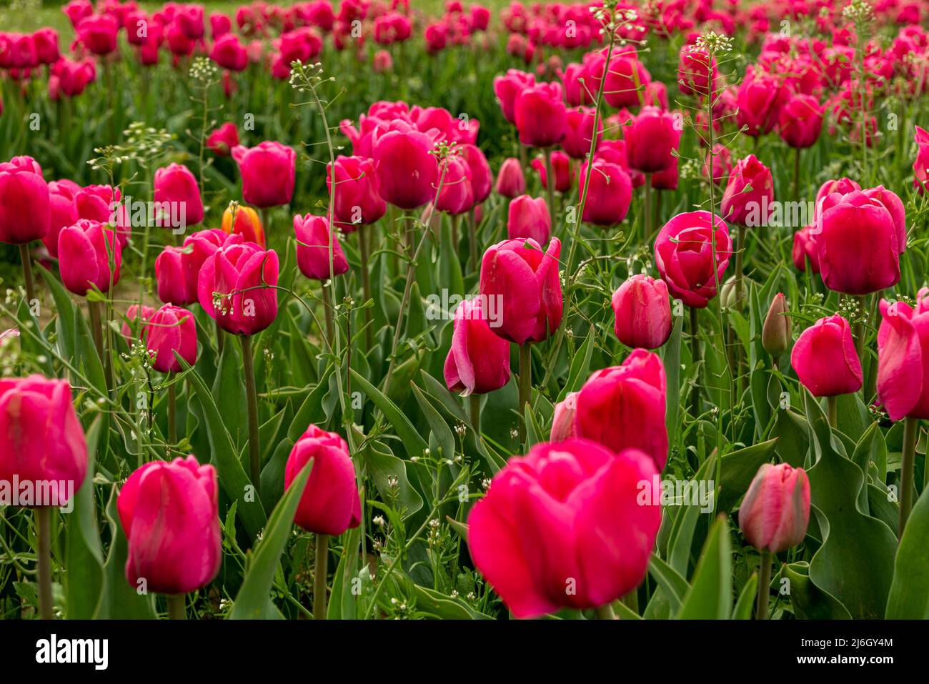 Spring landscape springtime landscape new jersey in spring hi-res stock ...