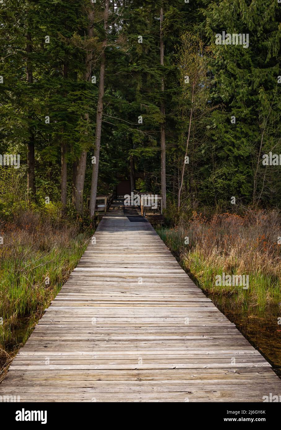 Eco path wooden walkway in park of British Columbia. Ecological trail ...
