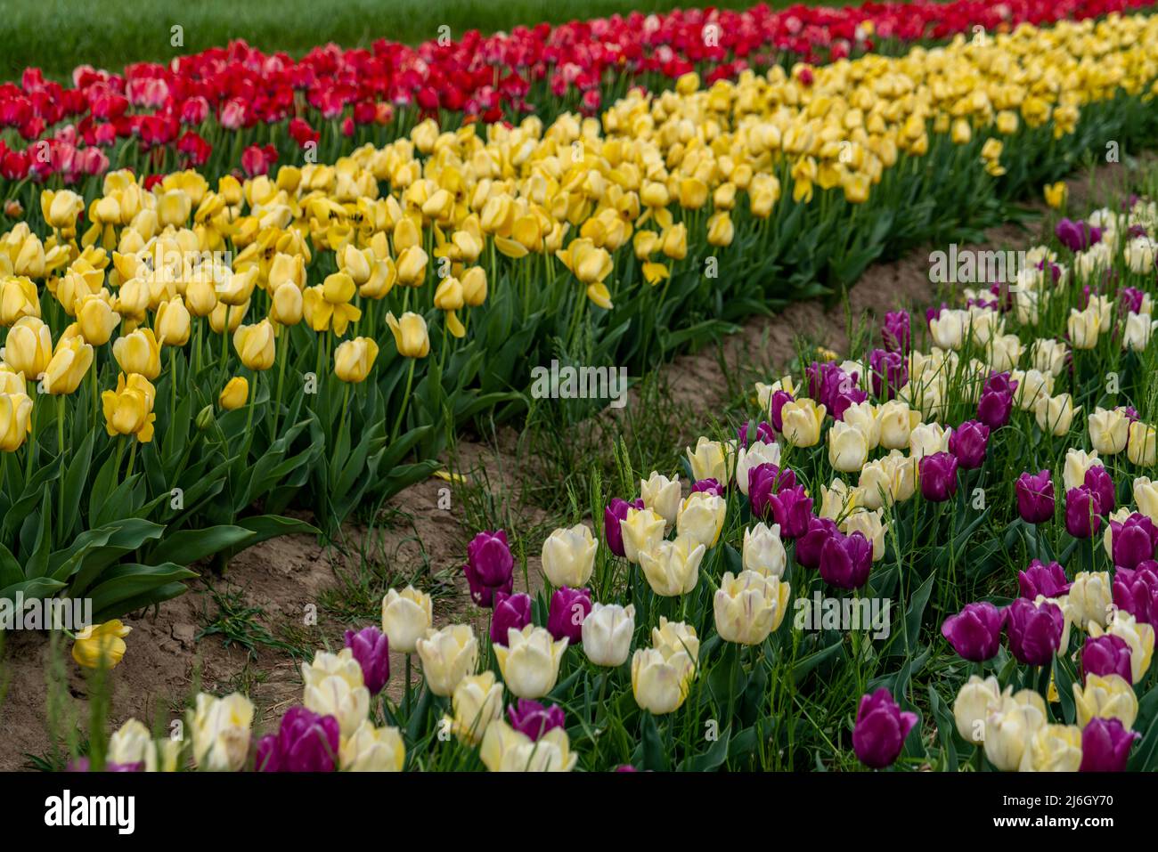 Field of Mixed Colors Tulips in Bloom Background Stock Photo - Alamy
