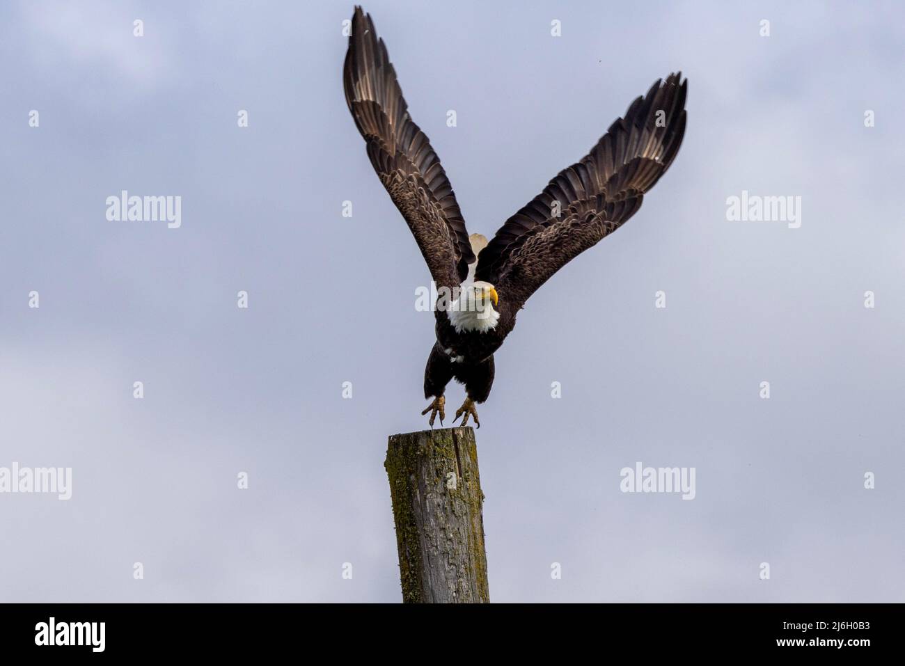 Bald Eagle Taking Off Stock Photo - Alamy