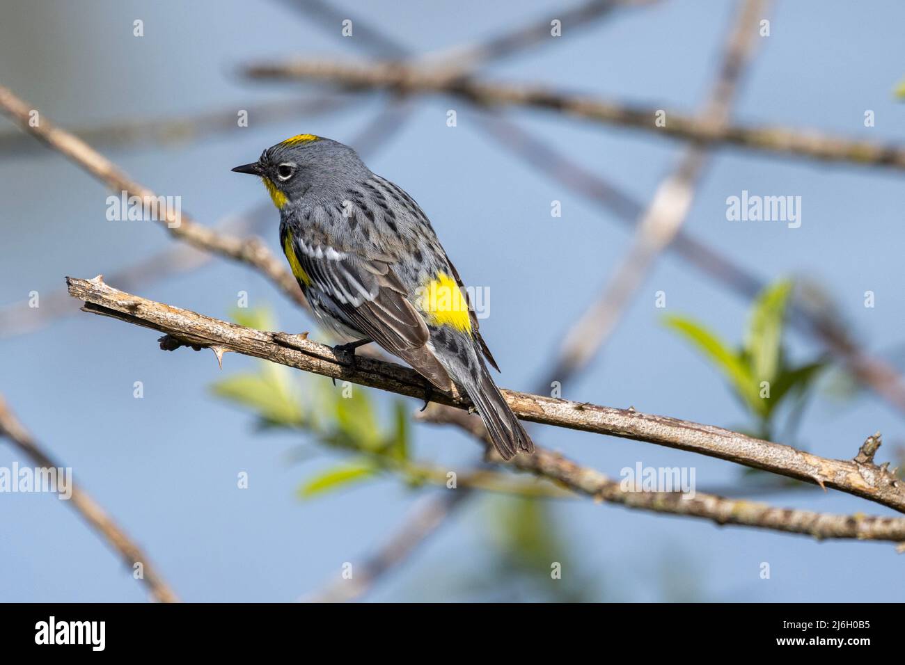 Golden crowned sparrow in hi-res stock photography and images - Alamy