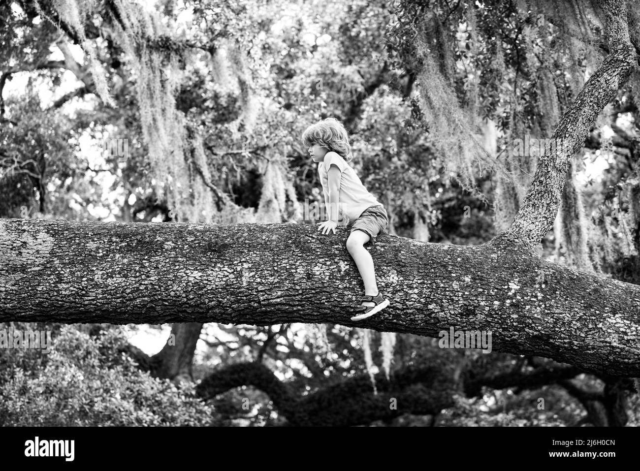 Kid boy climbs up the tree in park Stock Photo - Alamy