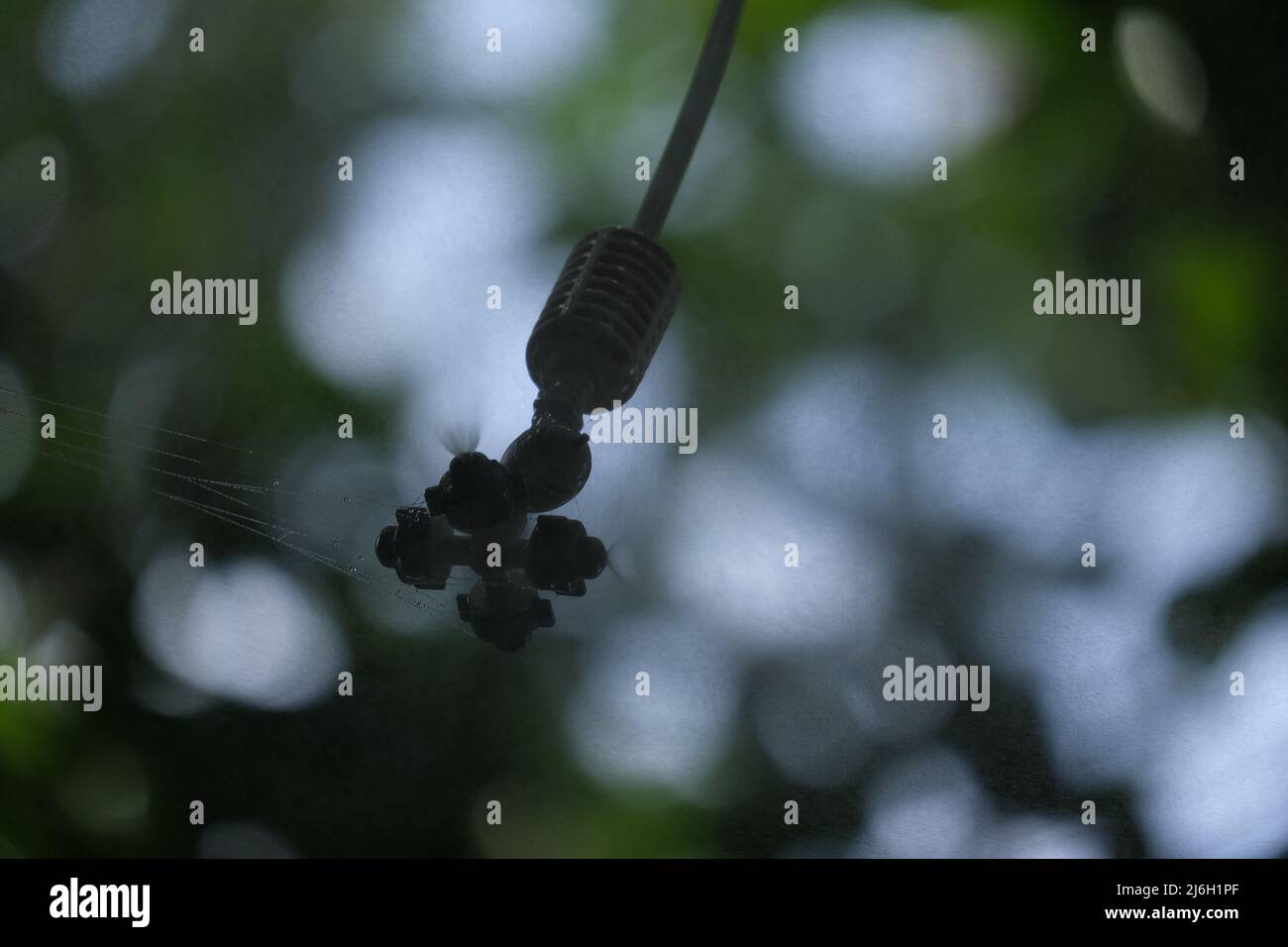 Close-up view of switched on sprinkler and a spiderweb with drops of ...