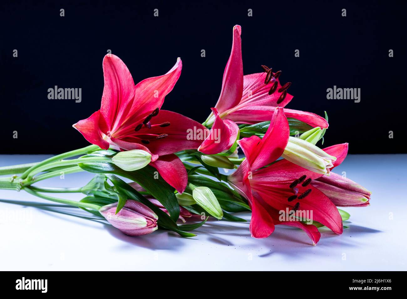 Red lily flowers close up on dark background Stock Photo - Alamy