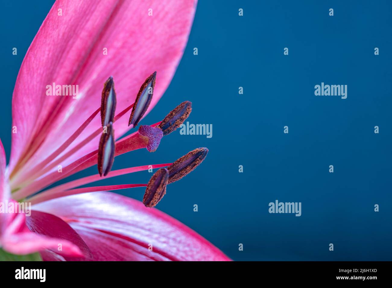 Pistil stamens red lily hi-res stock photography and images - Alamy