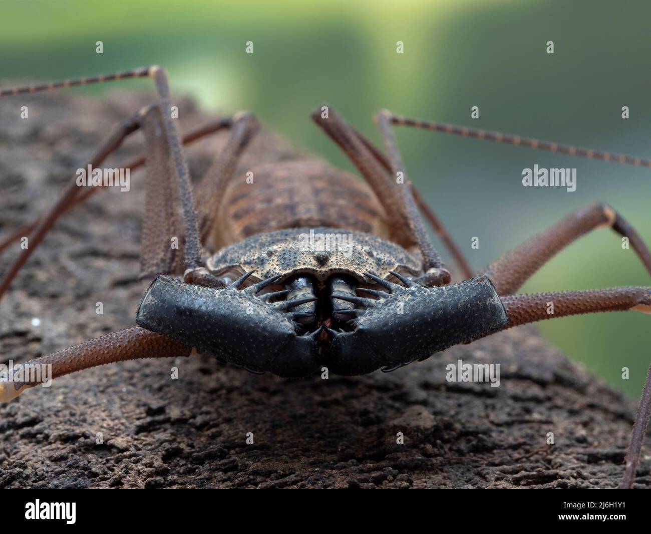 close-up of a tailless whip scorpion, Phrynus barbadensis, on bark ...