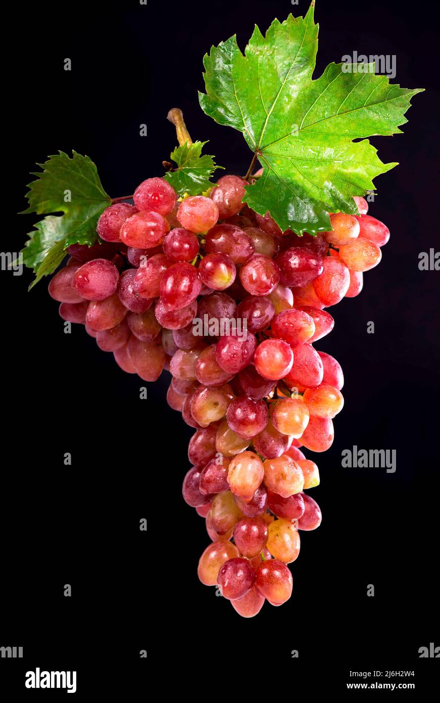 Pink bunch with leaves isolated on dark. With clipping path. Full depth ...