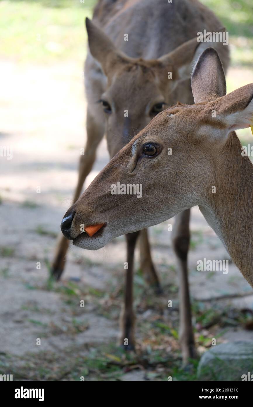 Female eating carrot hi-res stock photography and images - Alamy
