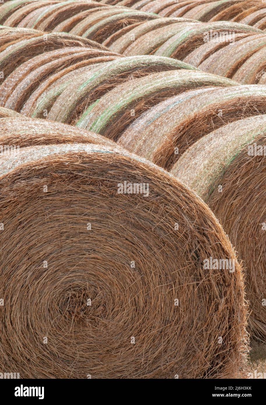 Rolls of hay Stock Photo - Alamy