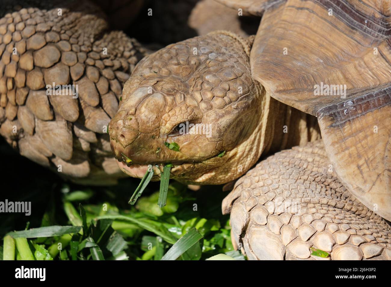 Close-up view of a giant turtle, relaxing in a sunshine Stock Photo - Alamy