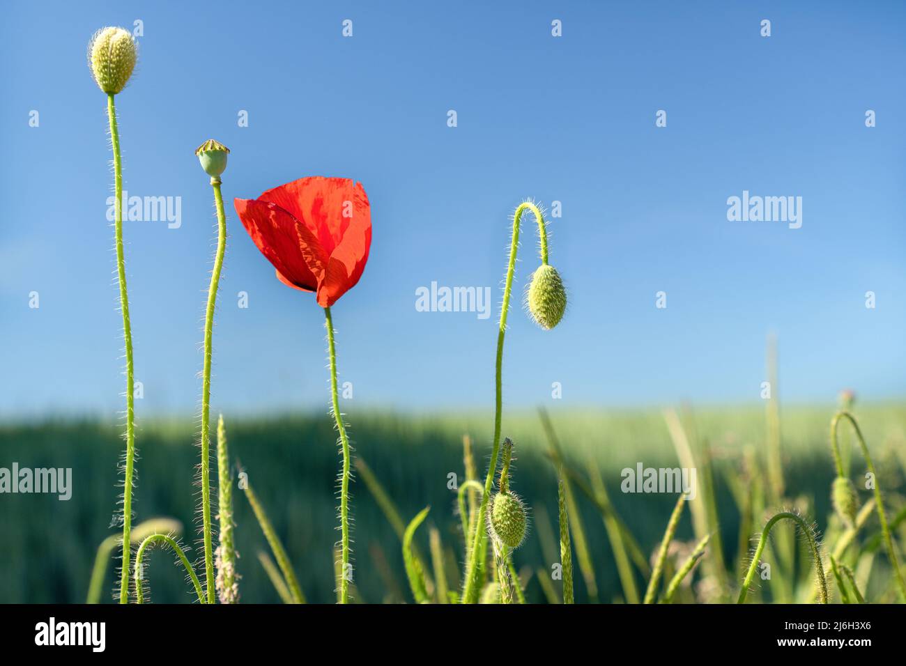 Single red poppy flower with buds and capsule against blue sky Stock ...