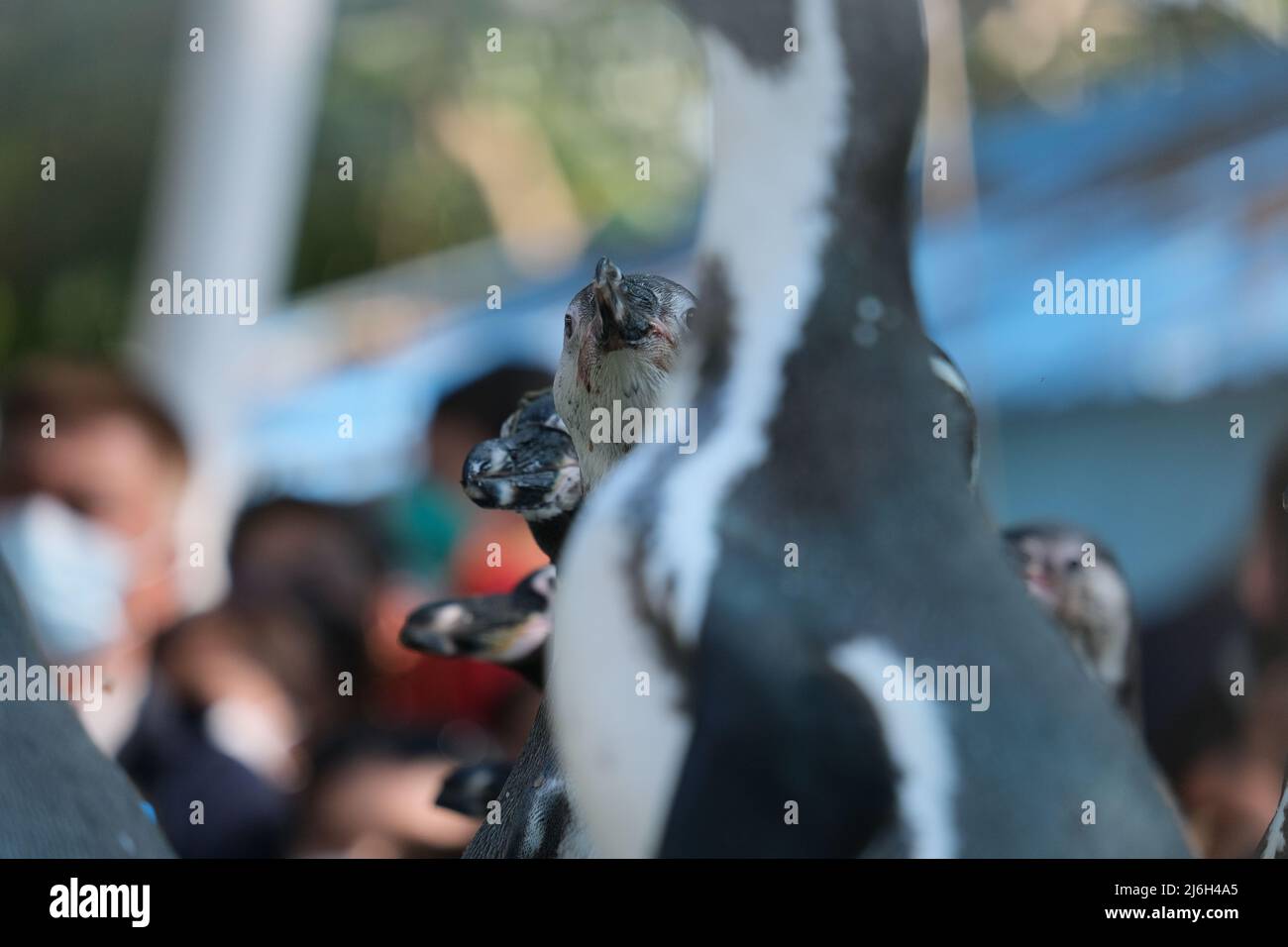 Marching penguin hi-res stock photography and images - Alamy