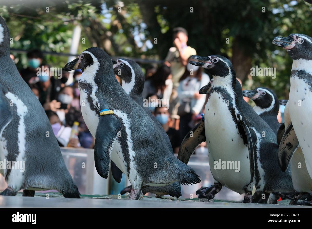 Penguin parade: birds are marching in front of audience in zoo Stock ...