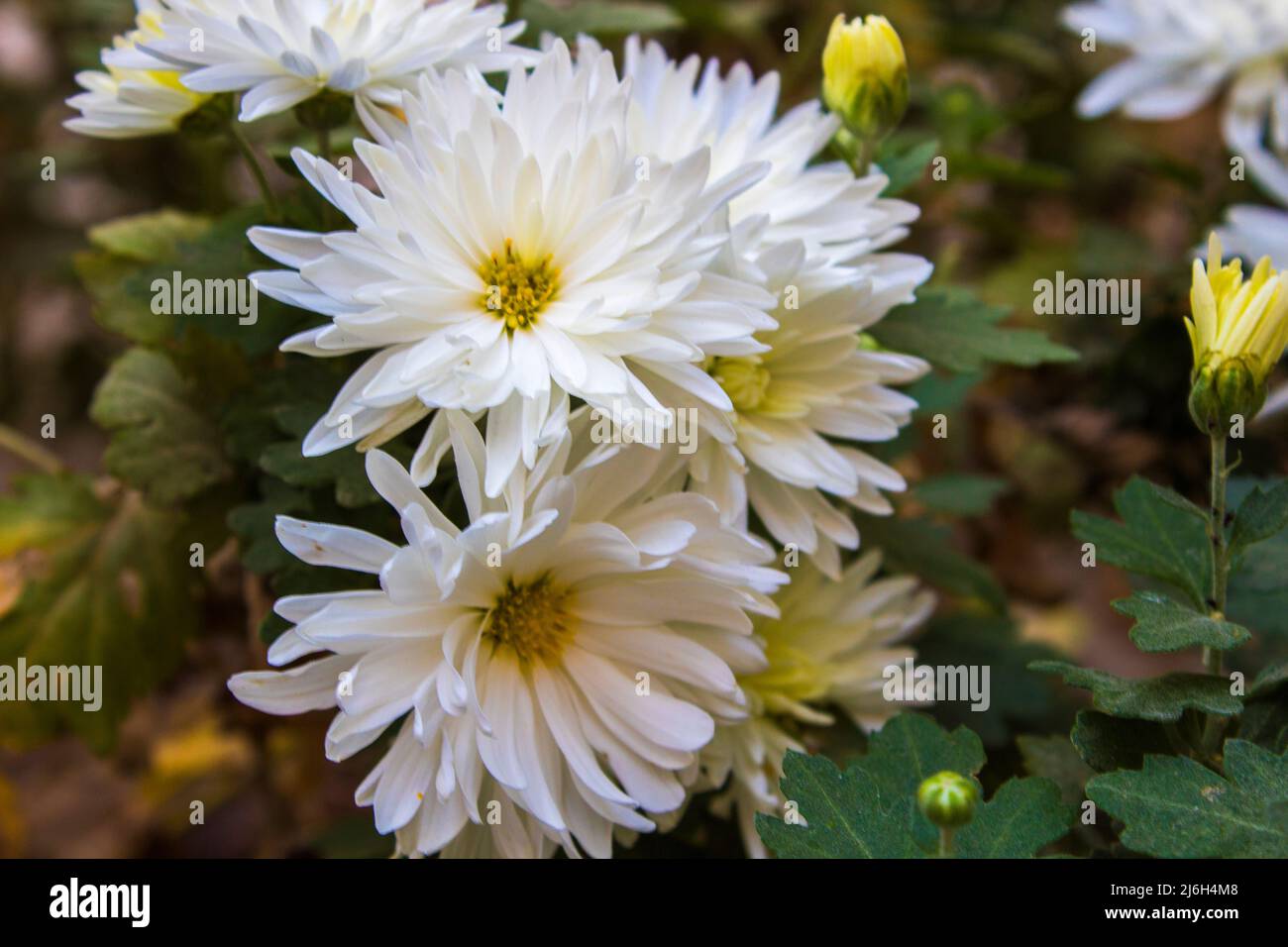 close up Chrysanthemum flower . White flowers in the garden . This ...